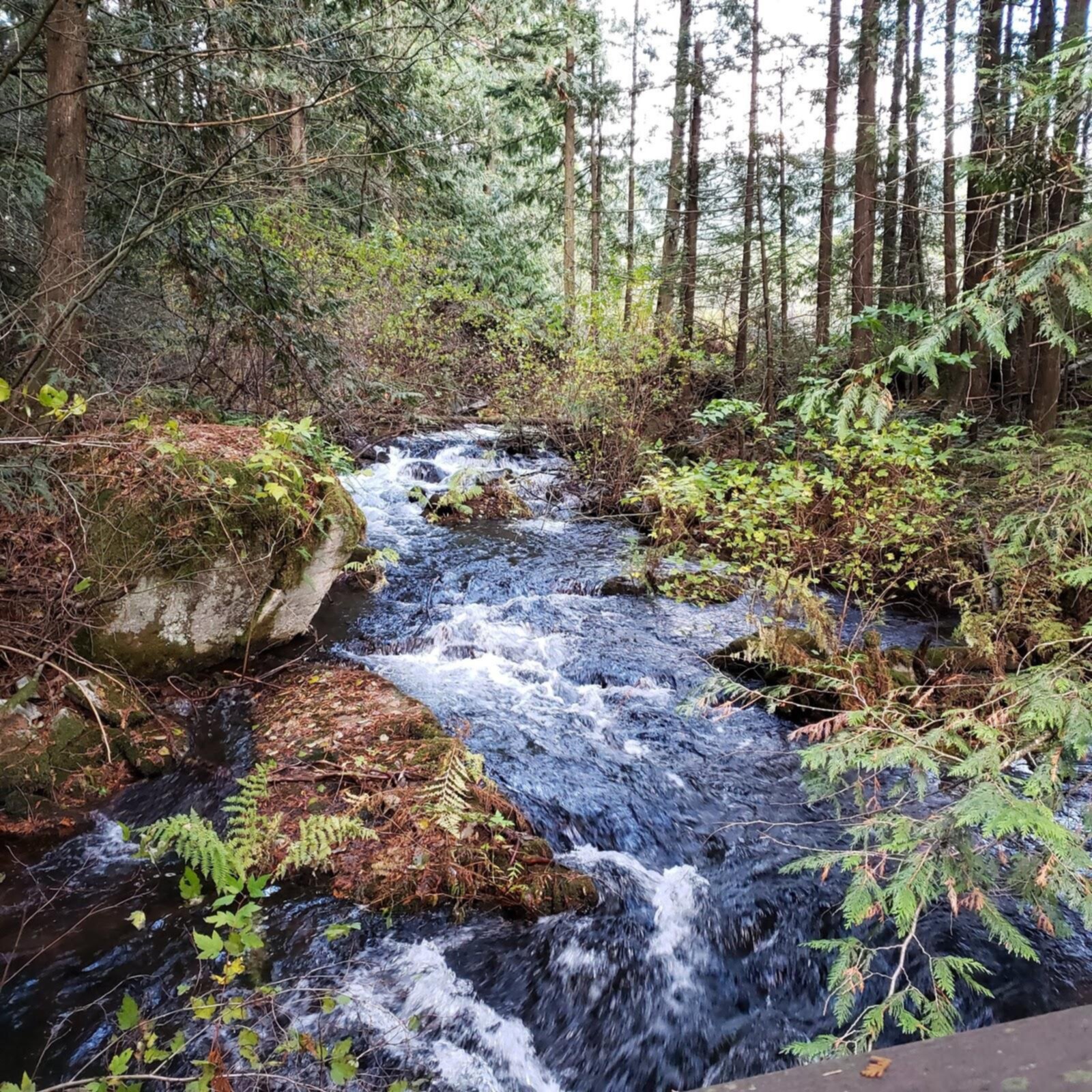 Sasquatch Provincial Park Trails | Vancouver Coast Mountains