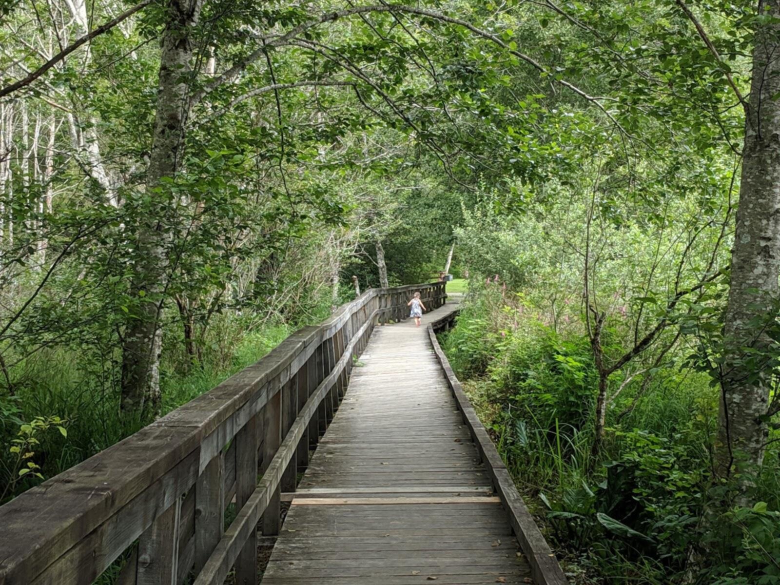 Sasquatch Provincial Park Trails | Vancouver Coast Mountains