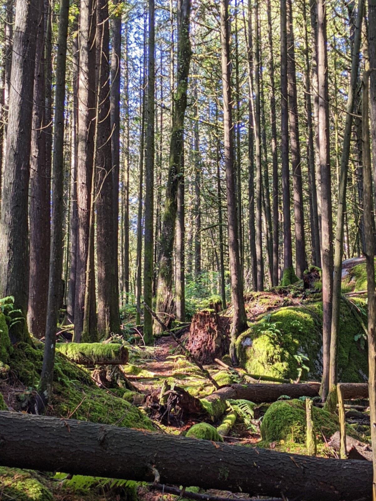 Sasquatch Provincial Park Trails | Vancouver Coast Mountains