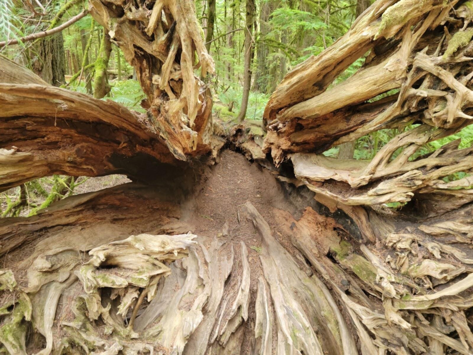 Cathedral Grove Hiking | Trails and Map Vancouver Island