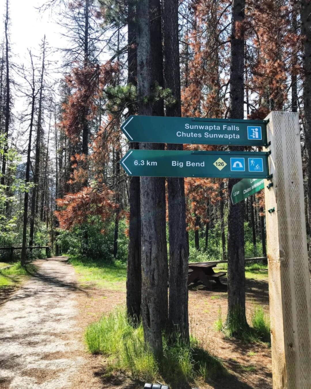Sunwapta Falls Hiking Guide | Canadian Rockies Alberta