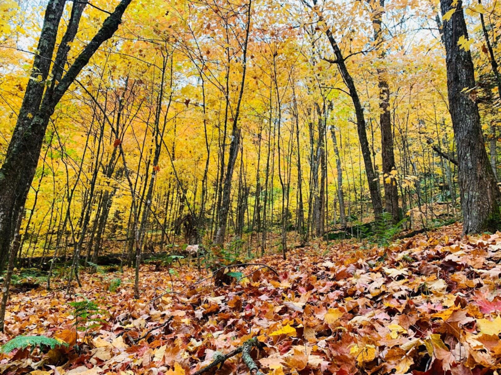Mont Nixon | Guide Complet - Laurentides