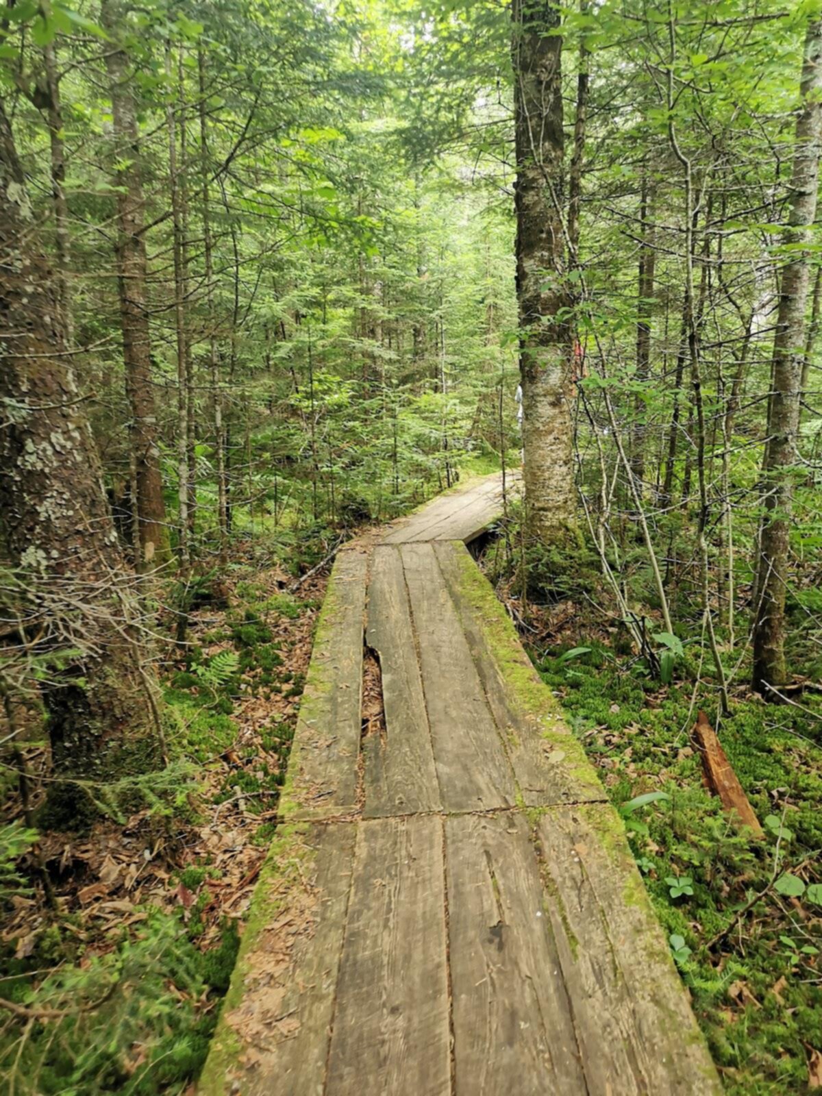 Hiking in Randonnée Laurentides: Trails & Useful Information