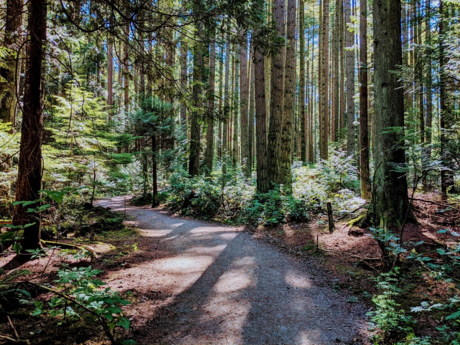 Pacific Spirit Park Hiking Trails | Vancouver Guide