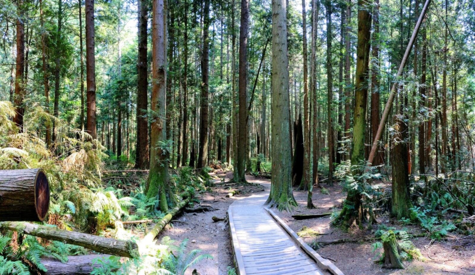 Pacific Spirit Park Hiking Trails | Vancouver Guide