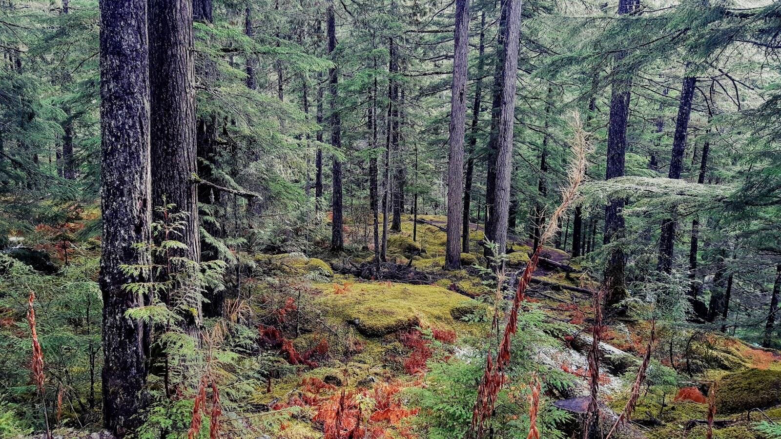 Nakusp Hot Springs Hiking | Kootenay Rockies Trail Guide