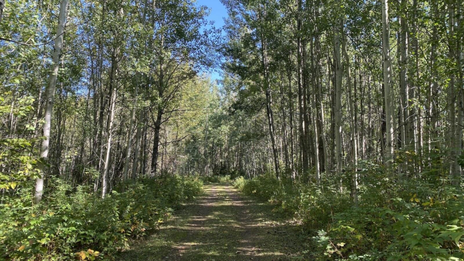 Pigeon Lake Provincial Park Hiking | Alberta Central