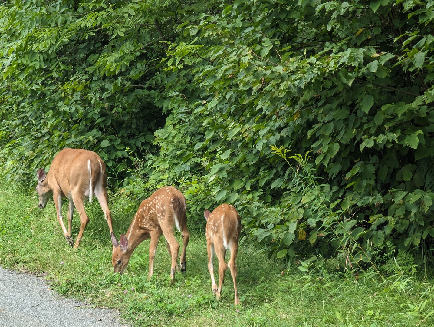 Parc John H. Molson | Guide Sentiers Laurentides