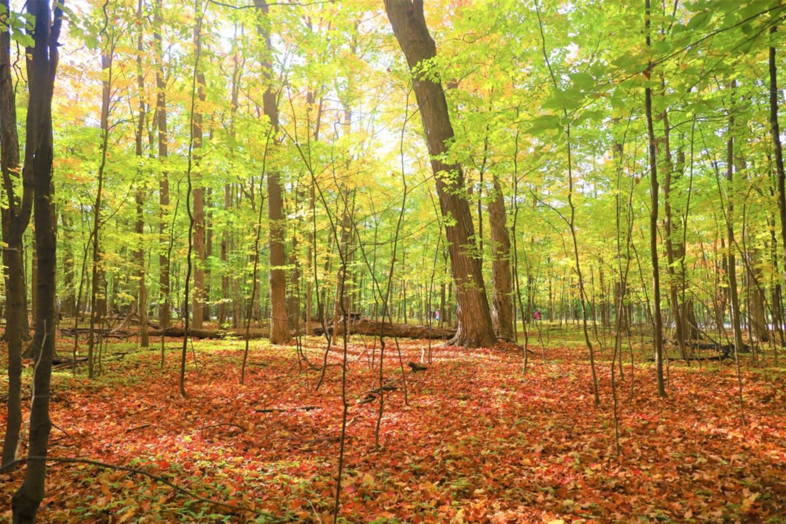 Mont Saint Bruno National Park | Hiking Guide Montérégie