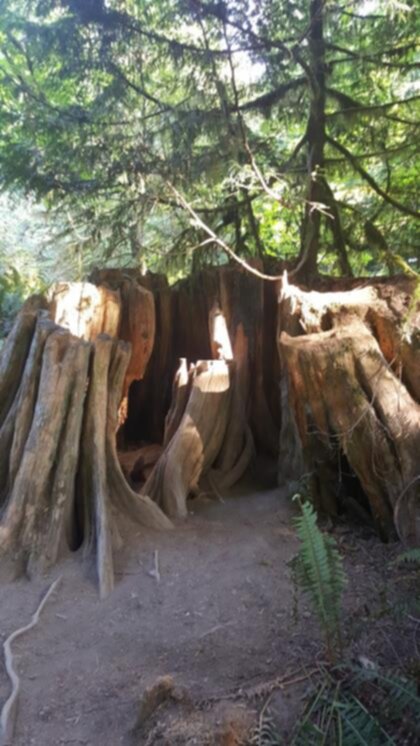 Cathedral Grove - MacMillan Provincial Park Hiking Trails - Map of the ...